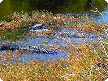 Where's Weaver: BEACH, TREE AND GATORS